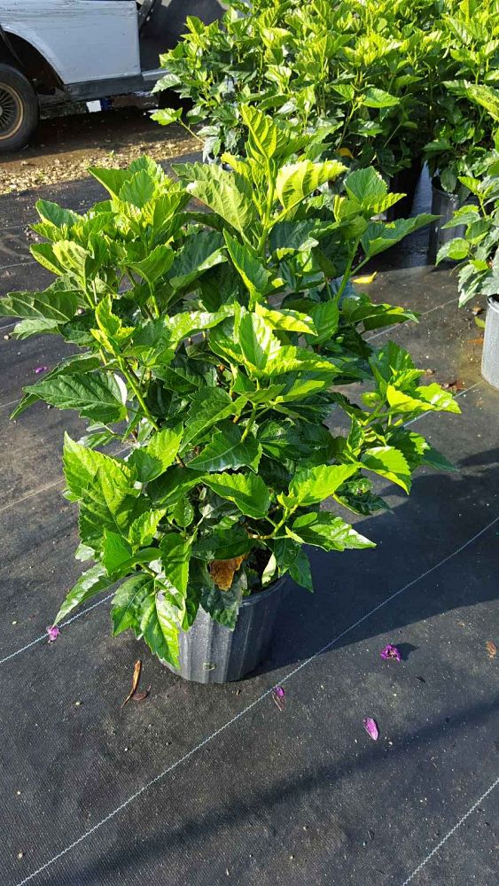 Hibiscus 'President Red' – Tree or Bush | PlantVine