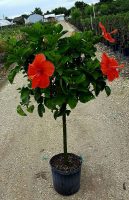 Hibiscus 'President Red' – Tree or Bush | PlantVine