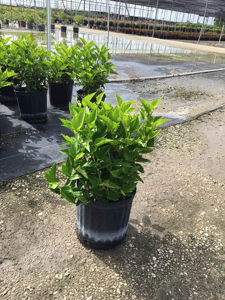 Hibiscus 'President Red' – Tree or Bush | PlantVine