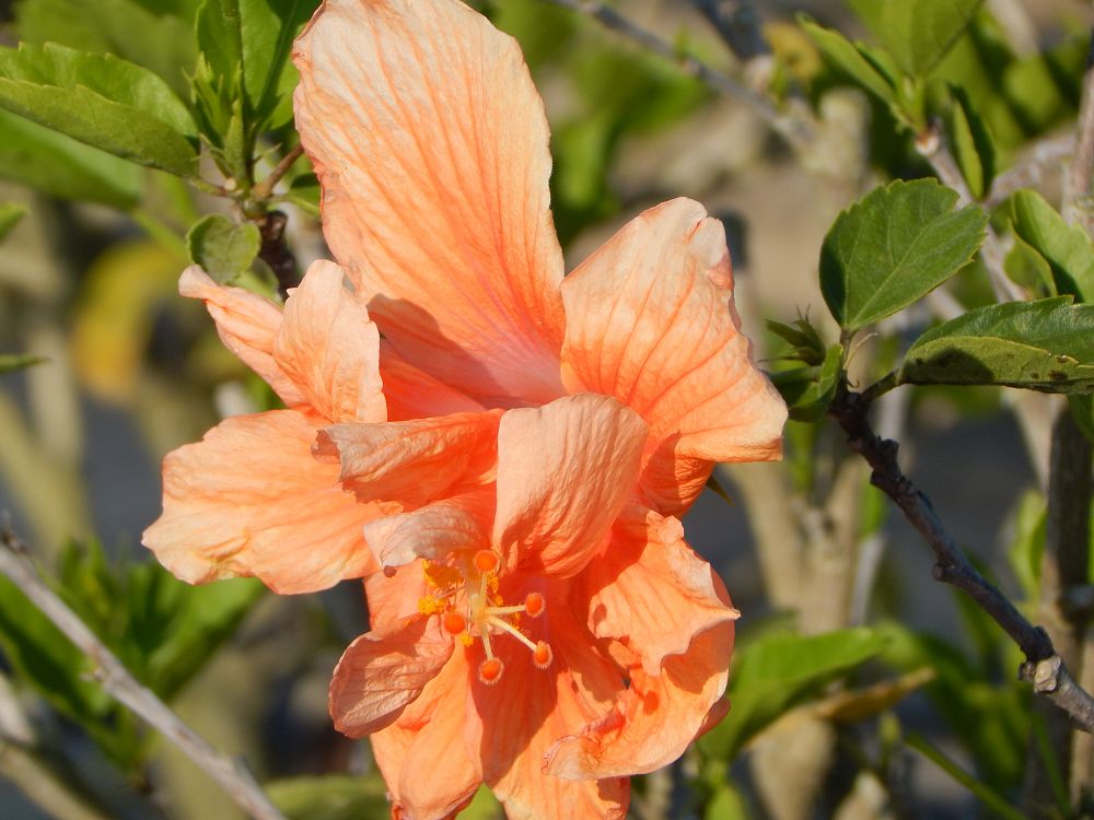 Hibiscus rosa-sinensis 'Double Orange', Tropical Hibiscus – Tree or ...