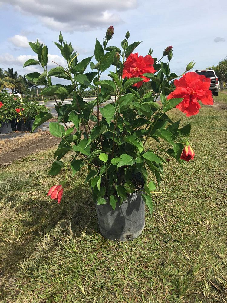 Chinese Hibiscus