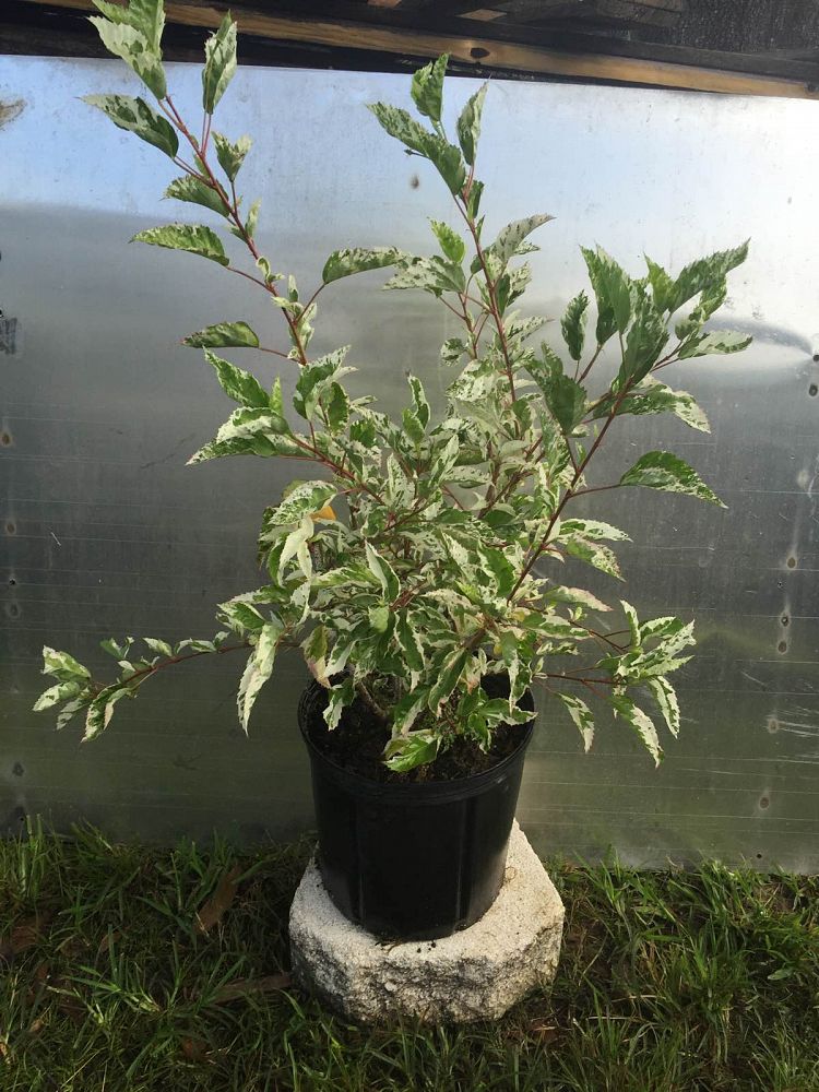 Hibiscus rosa-sinensis 'Snow Queen', Variegated Tropical Hibiscus ...