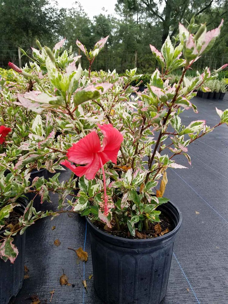 Hibiscus rosa-sinensis 'Snow Queen', Variegated Tropical Hibiscus ...