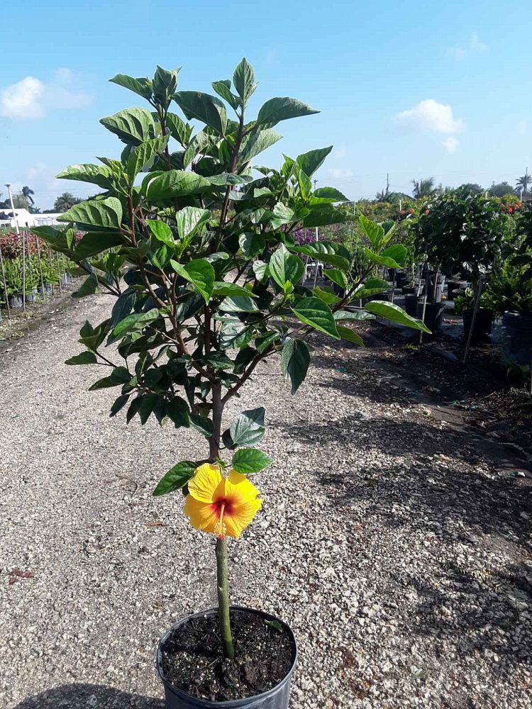 Hibiscus rosa-sinensis 'Tequila', Tropical Hibiscus – Tree or Bush ...