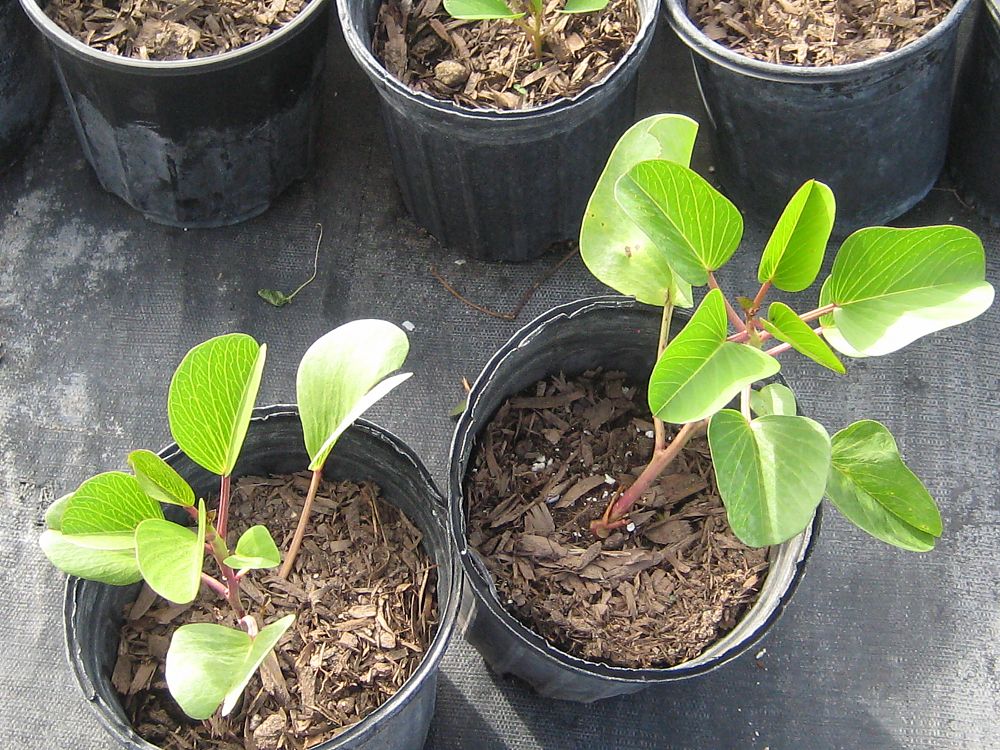 Ipomoea pes-caprae, Railroad Vine, Goat's Foot, Beach Morning Glory ...