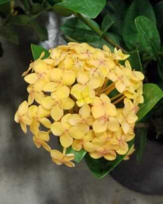 Ixora coccinea ‘Maui Yellow’, Flame of the Woods, Jungle Flame, Jungle ...
