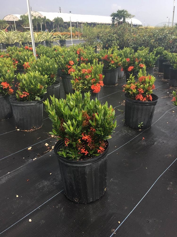 Ixora taiwanensis 'Dwarf Red', Flame of the Woods, Jungle Flame, Dwarf ...