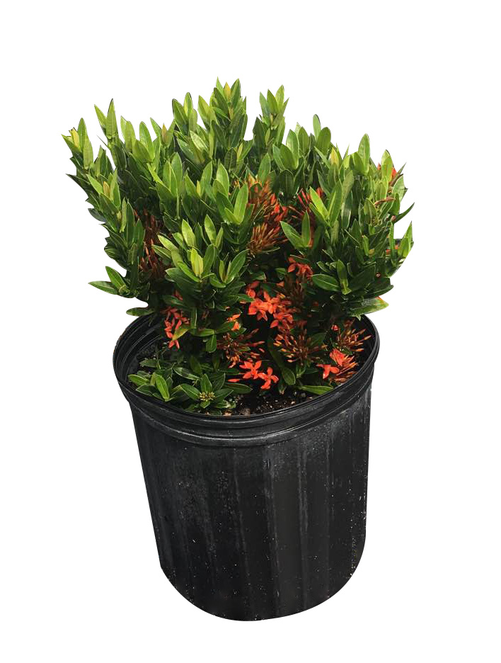 Ixora taiwanensis 'Dwarf Red', Flame of the Woods, Jungle Flame, Dwarf ...
