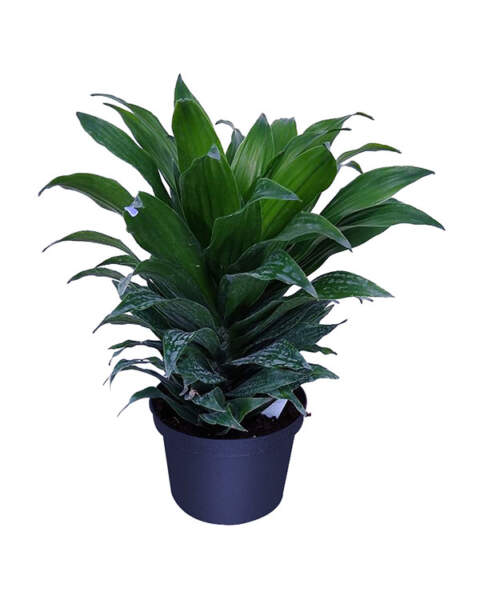 Dracaena Fragrans ‘Janet Craig Compacta’ | PlantVine
