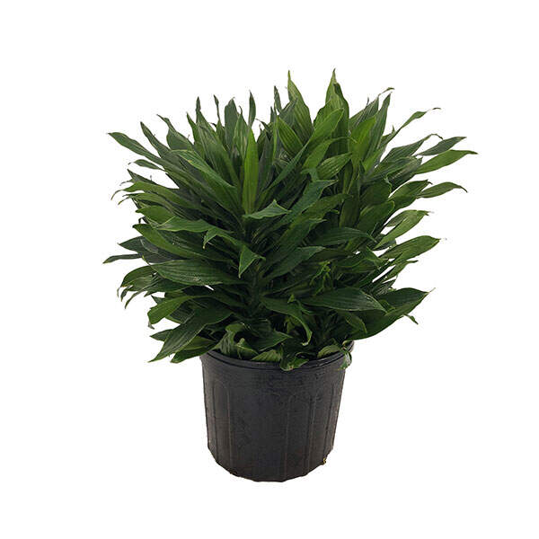 Dracaena Fragrans ‘Janet Craig Compacta’ | PlantVine