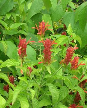 Acalypha pendula, Dwarf Trailing Chenille Plant, Firetail | PlantVine