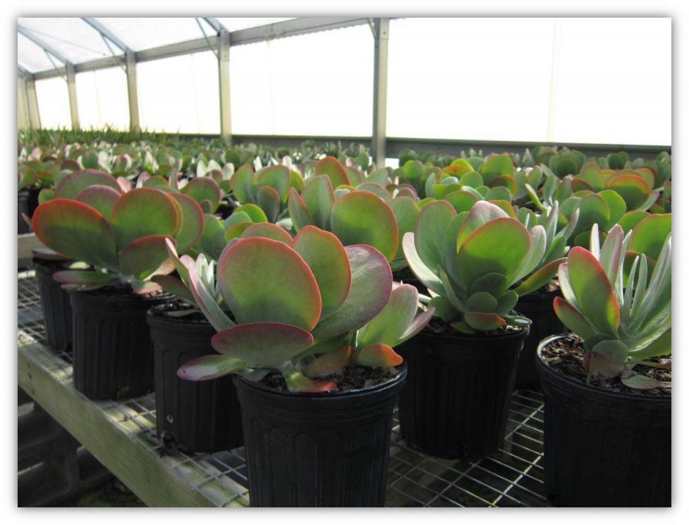 Kalanchoe thyrsiflora 'Flapjack' | PlantVine