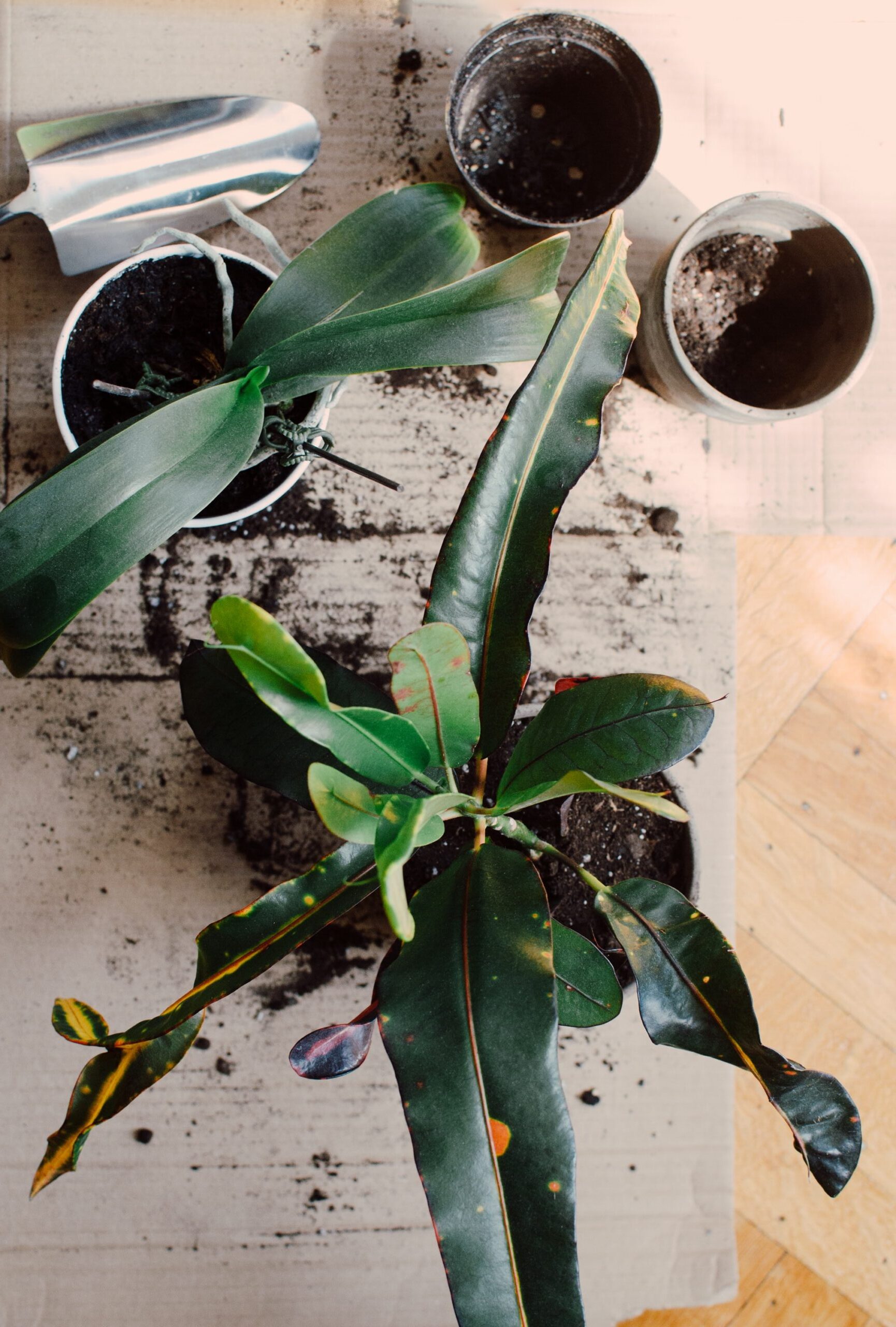 The PlantVine Method for Repotting Houseplants | PlantVine