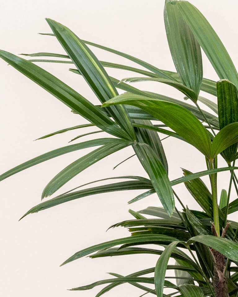 Lady Palm | PlantVine