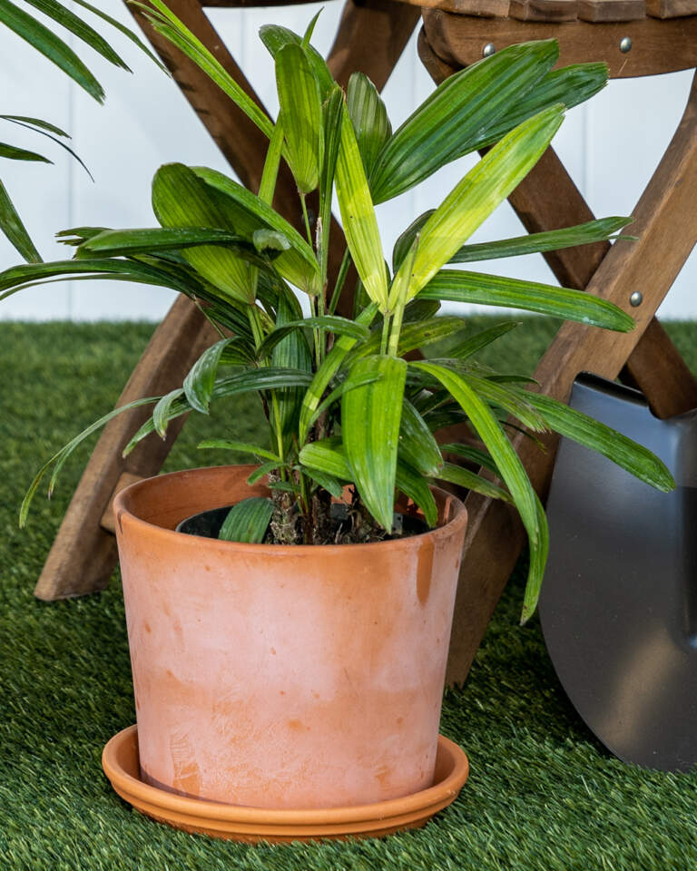 Lady Palm | PlantVine