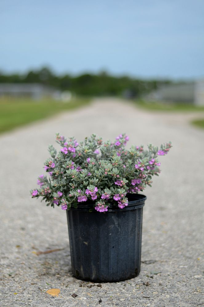 Leucophyllum frutescens, Texas Sage, Cenizo, Barometer Bush, Silverleaf ...