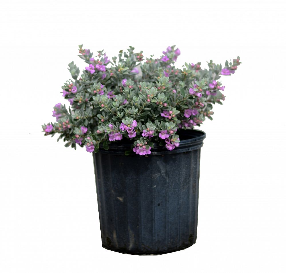 Leucophyllum frutescens, Texas Sage, Cenizo, Barometer Bush, Silverleaf ...