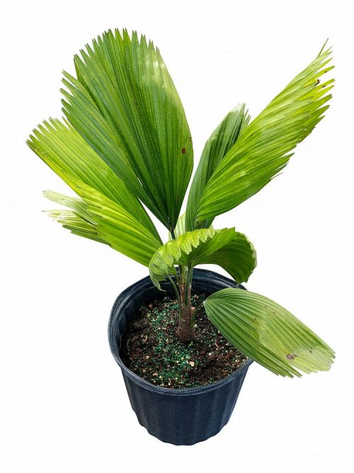 Licuala grandis, Licuala Palm | PlantVine