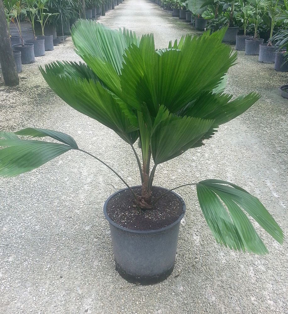 Licuala grandis, Licuala Palm | PlantVine