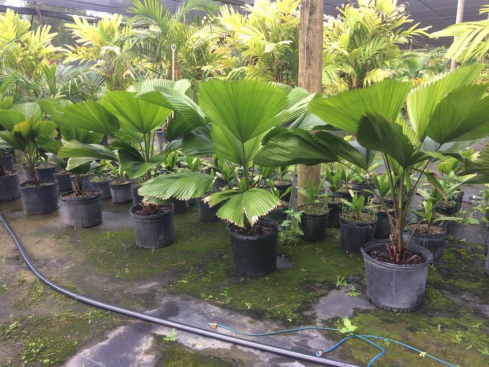 Licuala grandis, Licuala Palm | PlantVine