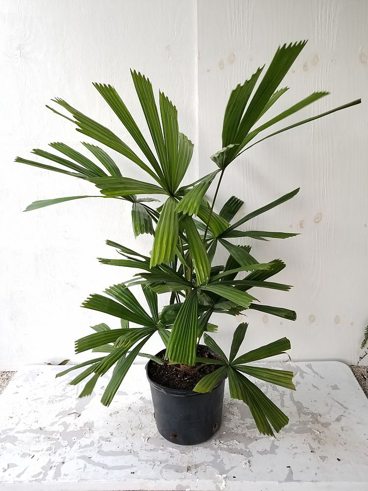 Licuala ramsayi | PlantVine