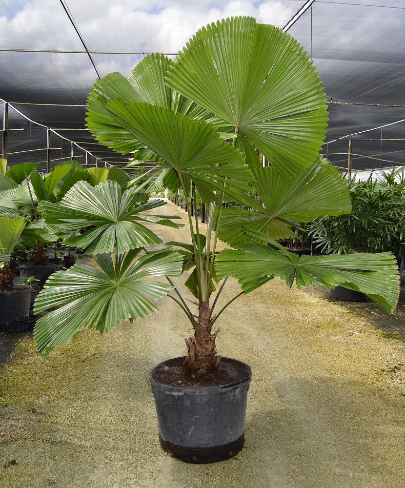 Licuala ramsayi | PlantVine