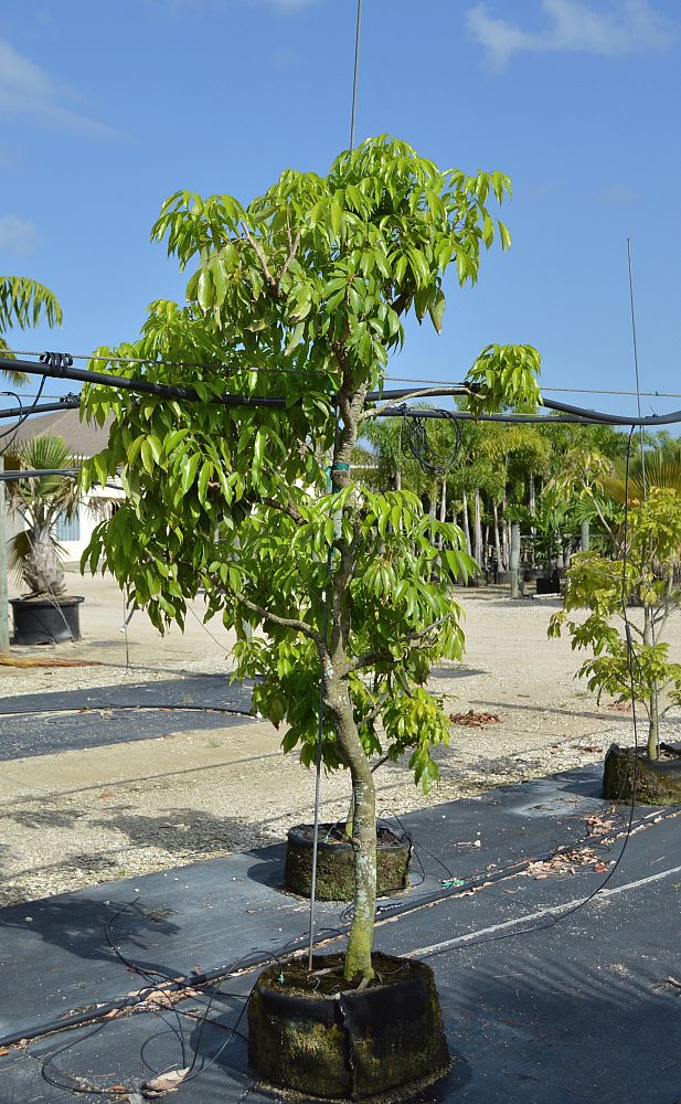 Litchi chinensis, Lychee Nut Tree | PlantVine