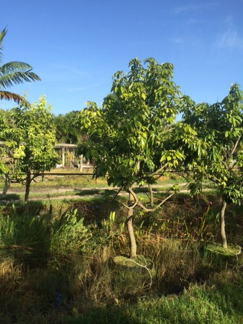 Litchi chinensis 'Sweetheart', Lychee Nut Tree | PlantVine