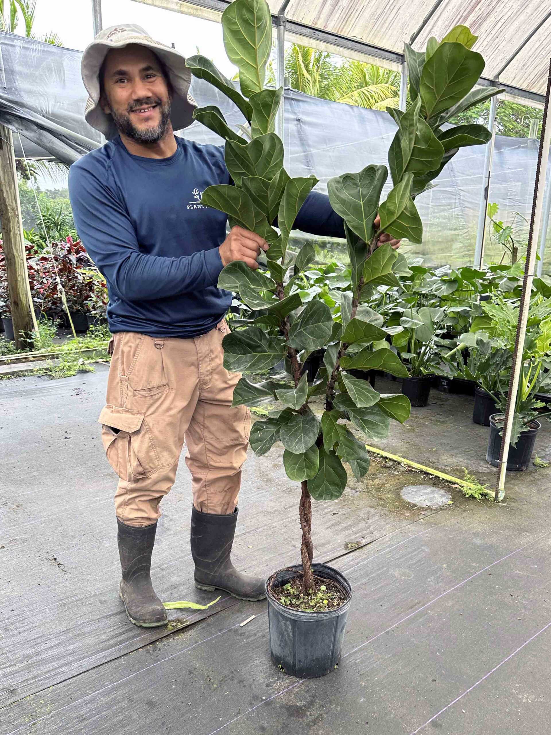 Buy Fiddle Leaf Fig, Ficus Lyrata Plant For Indoors/Outdoors