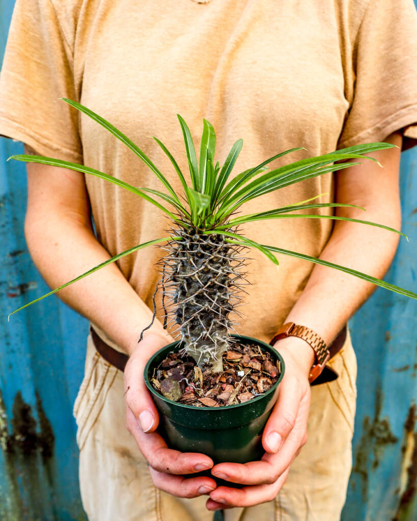 Buy Pachypodium lamerei, Madagascar Palm | Free Shipping over $100
