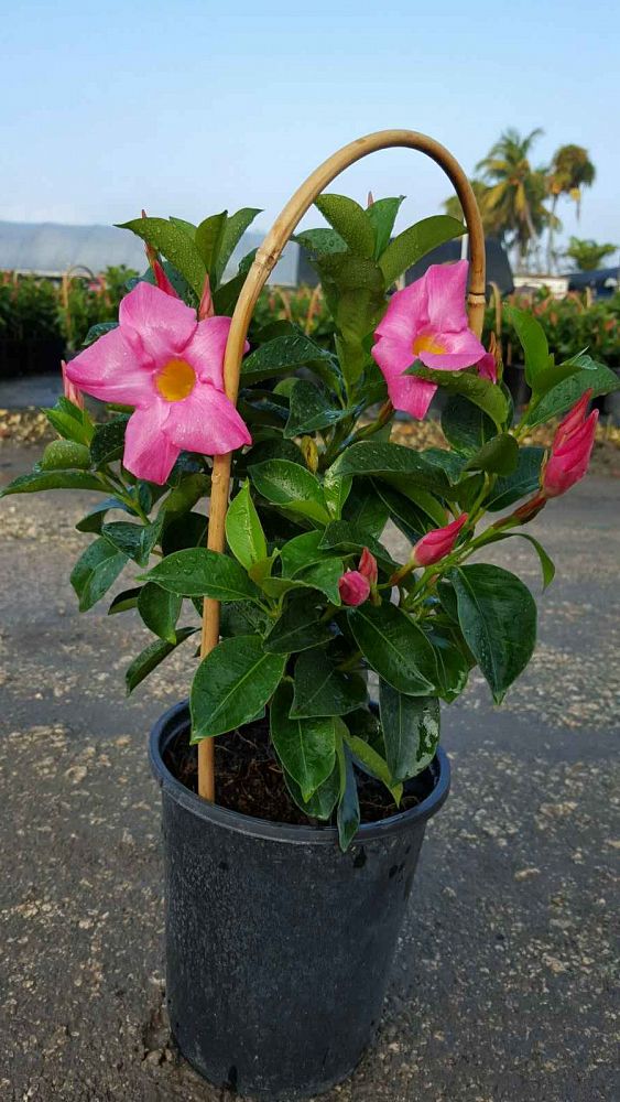Mandevilla – Pink, Dipladenia | PlantVine