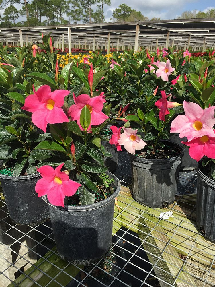 Mandevilla – Pink, Dipladenia | PlantVine