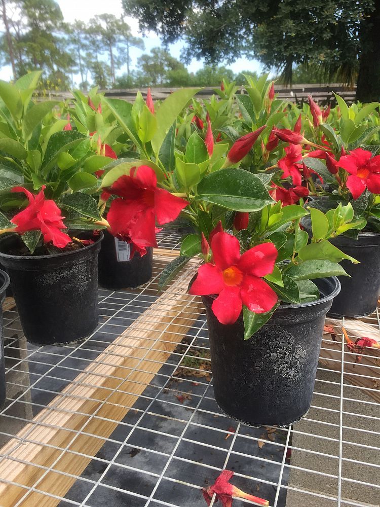 Mandevilla – Red, Dipladenia | PlantVine