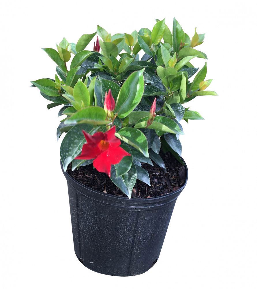 buy-mandevilla-red-dipladenia-free-shipping-over-100