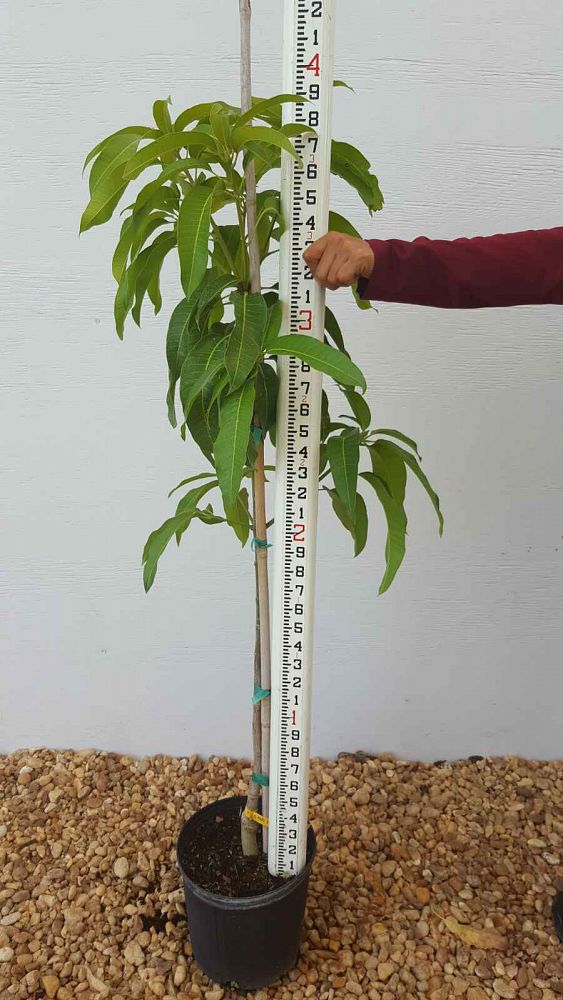 Mangifera indica 'Carrie', Mango | PlantVine