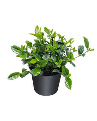 Miami Supreme Gardenia | PlantVine