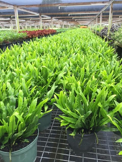 Microsorum diversifolium, Kangaroo Paw Fern | PlantVine