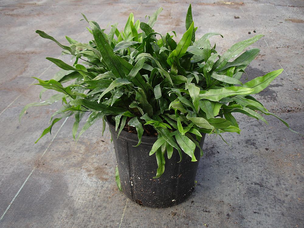 Microsorum scolopendrium, Wart Fern, Monarch Fern | PlantVine