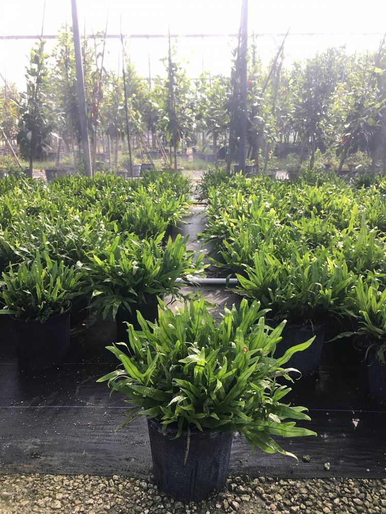 Microsorum scolopendrium, Wart Fern, Monarch Fern | PlantVine