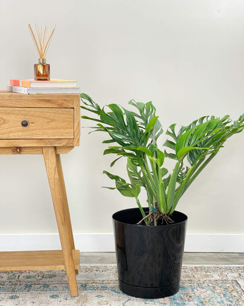 Monstera Varieties | PlantVine