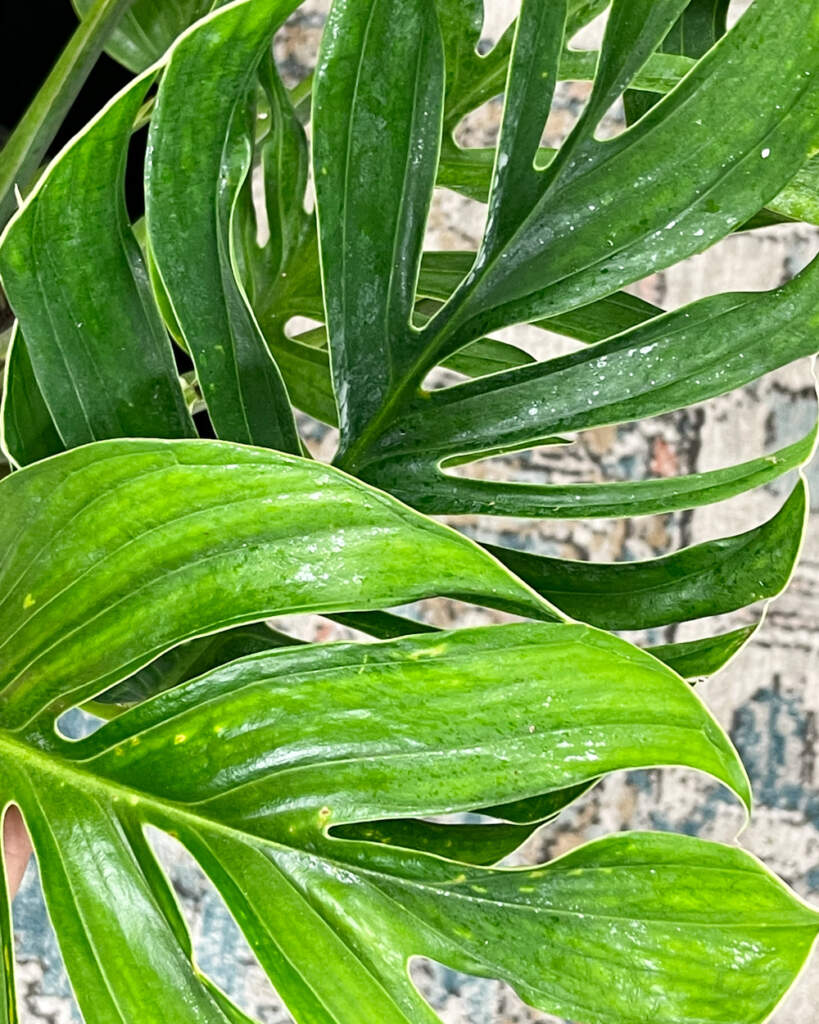 Monstera pinnatipartita | PlantVine
