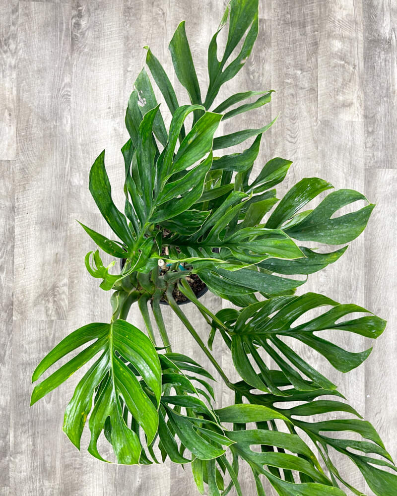 Monstera Varieties | PlantVine