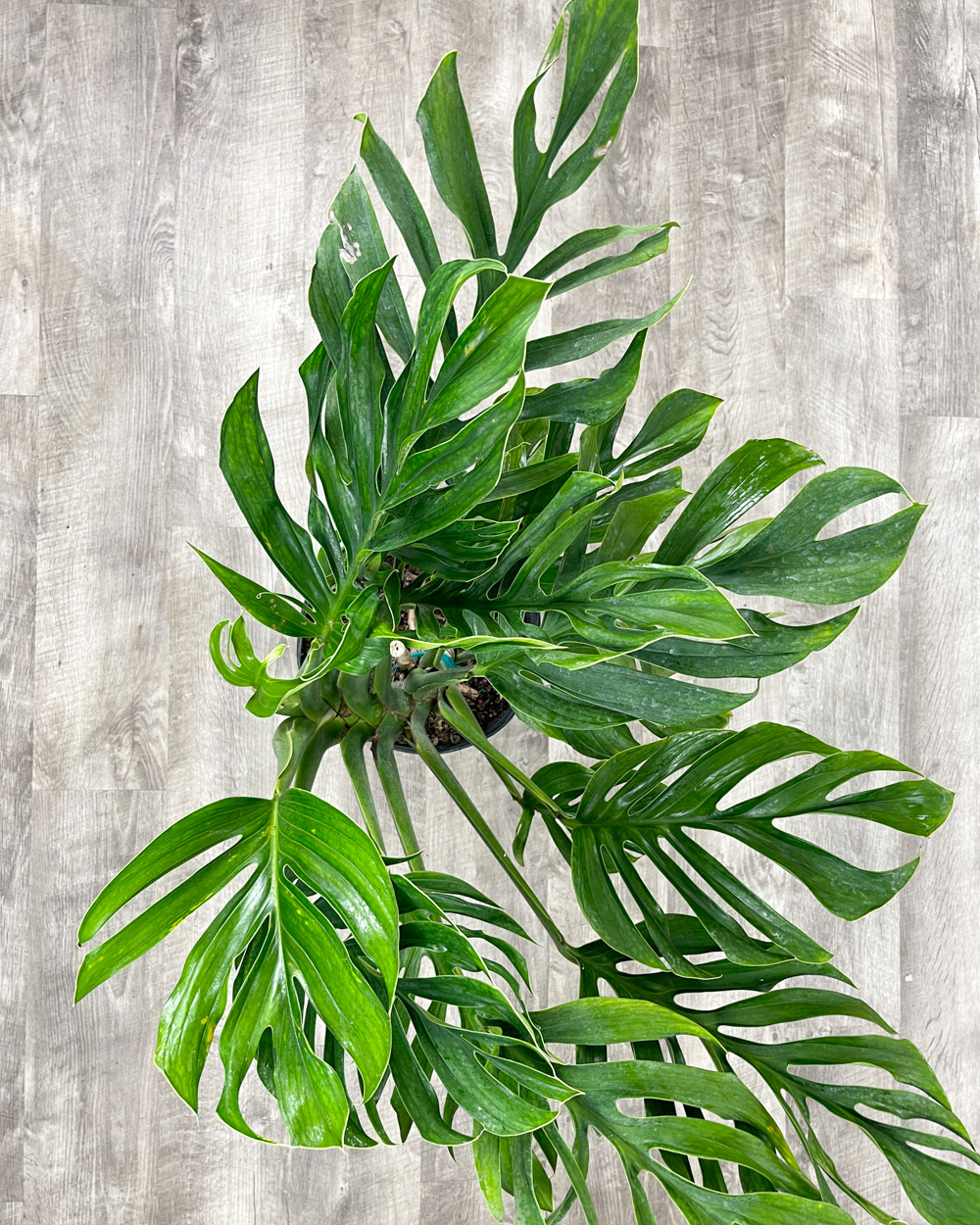 Monstera Varieties | PlantVine