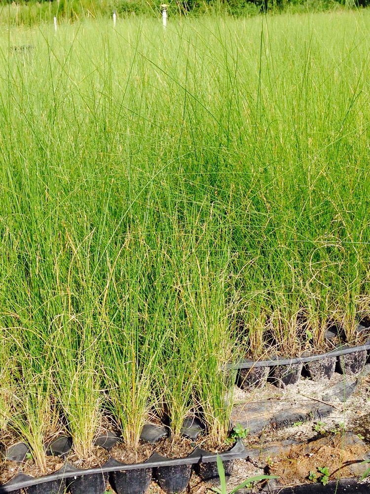 Muhlenbergia capillaris, Gulf Coast Muhly Grass, Hair-awn muhly, Pink ...