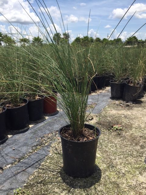 Buy Muhlenbergia capillaris, Gulf Coast Muhly Grass, Hair-awn muhly ...