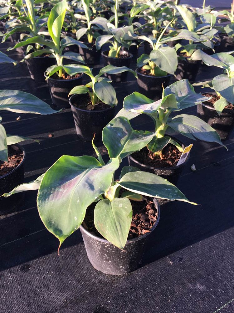 Musa acuminata 'Super Dwarf Banana', Banana | PlantVine