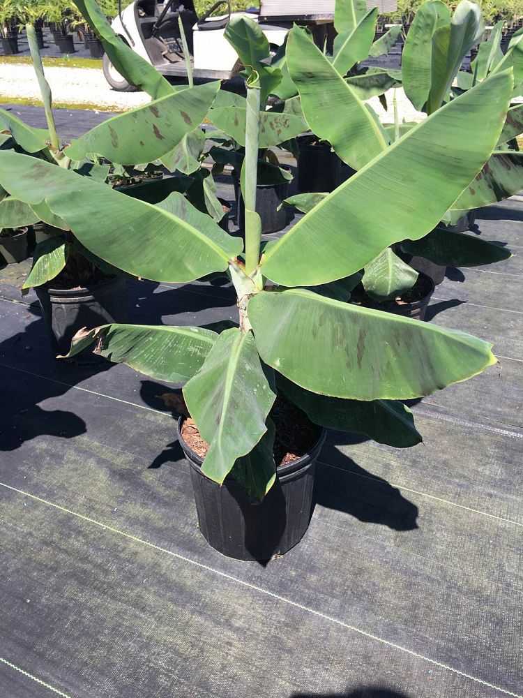 Musa acuminata 'Super Dwarf Banana', Banana | PlantVine