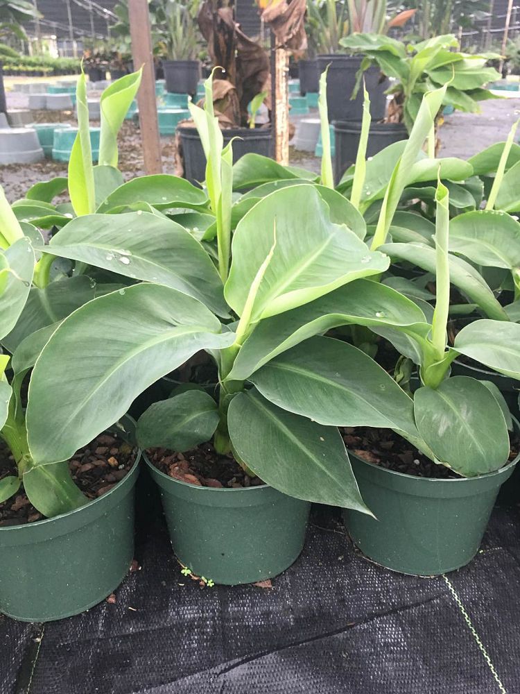 musa-acuminata-super-dwarf-banana-banana-plantvine