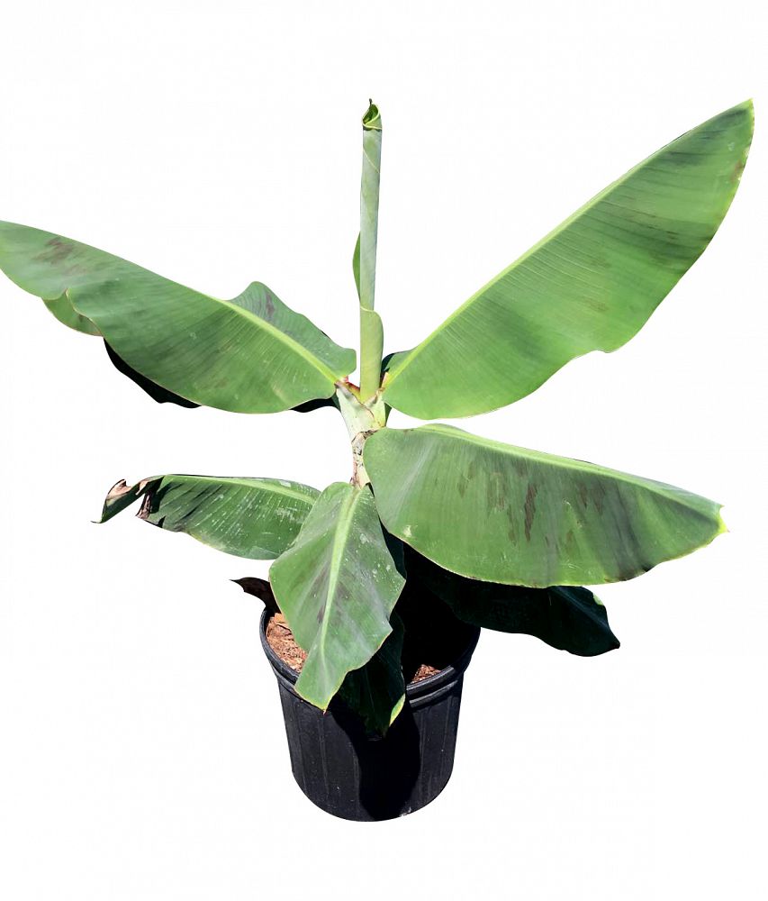 Musa acuminata 'Super Dwarf Banana', Banana | PlantVine
