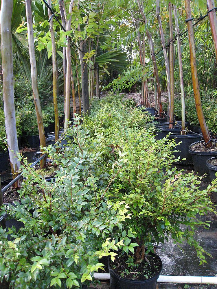 Plinia cauliflora, Jaboticaba, Myrciaria cauliflora | PlantVine